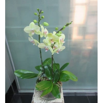 3 Stems Orchid Plant | Interflora