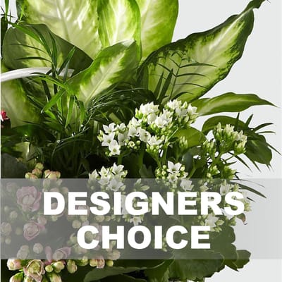 Arrangement of Plants | Interflora