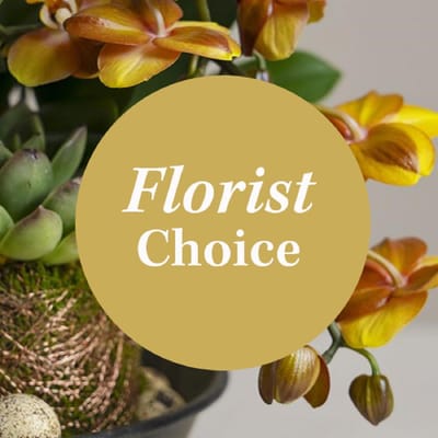 Arrangement of Plants | Interflora