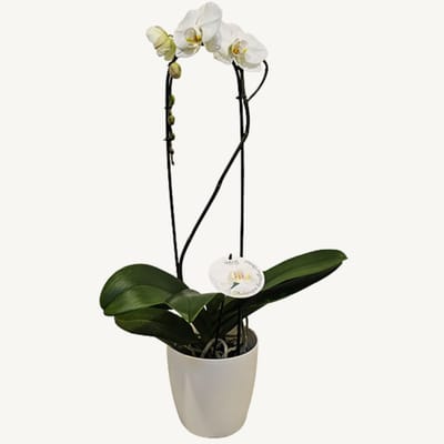 Grandiflora Orchid | Interflora