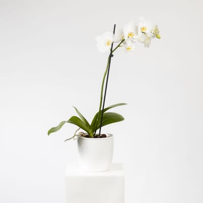 Phalaenopsis Orchid - Flower Delivery | Interflora NZ | Interflora