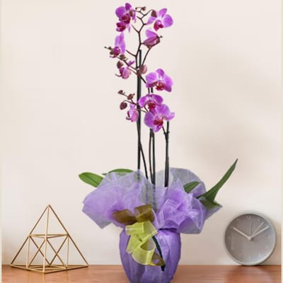 Pink Orchid | Interflora