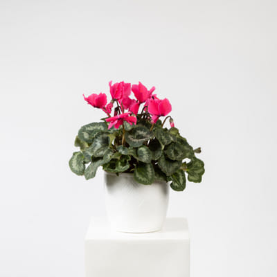 Single Plant | Interflora