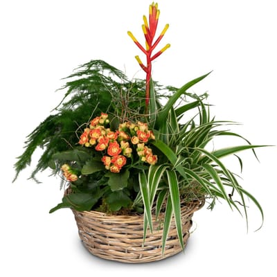 Symphony of plants | Interflora