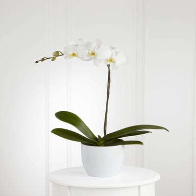 White Orchid Planter | Interflora
