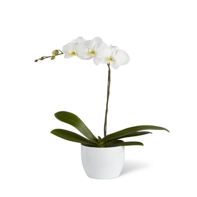 White Orchid Planter | Interflora
